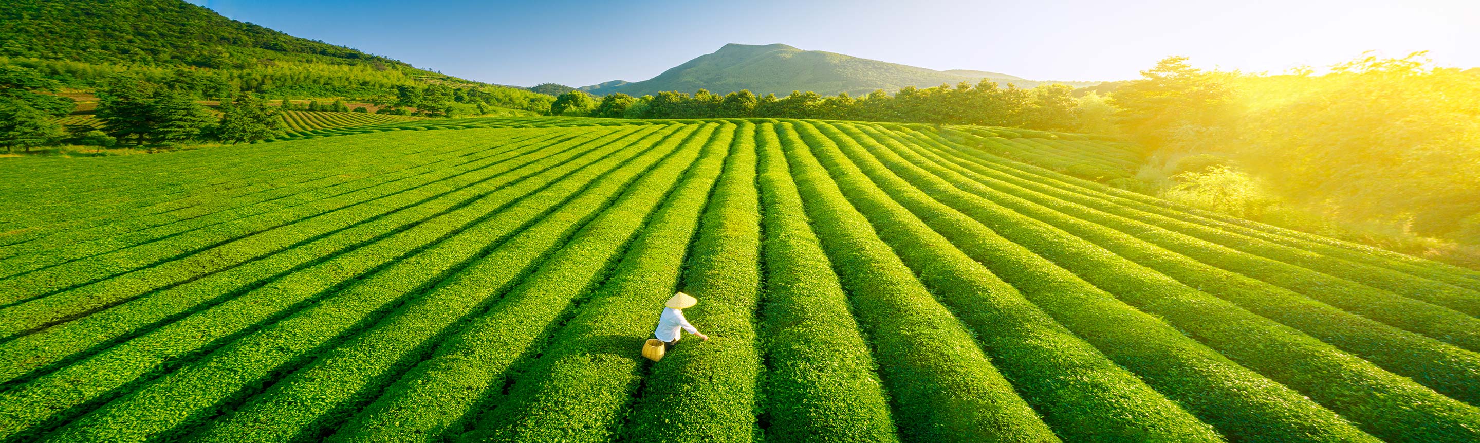 A Sneak Peek at January 2022 – Tea Runners